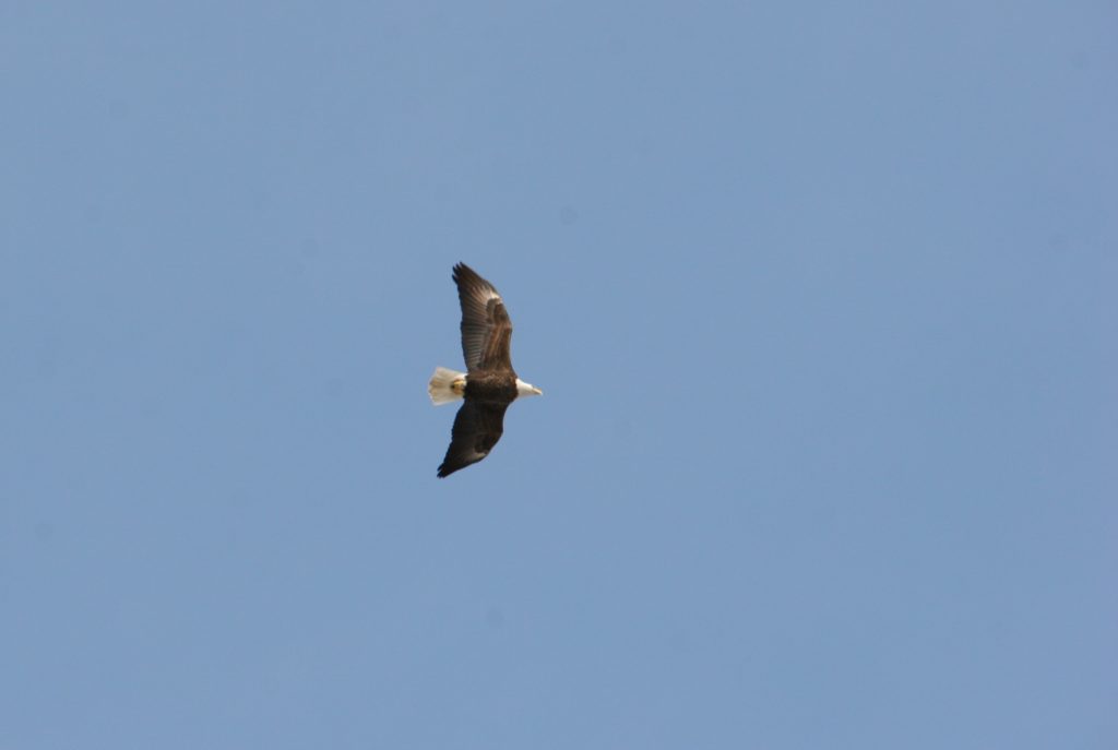 Prime eagle viewing season in the Faribault area - Visit Faribault ...