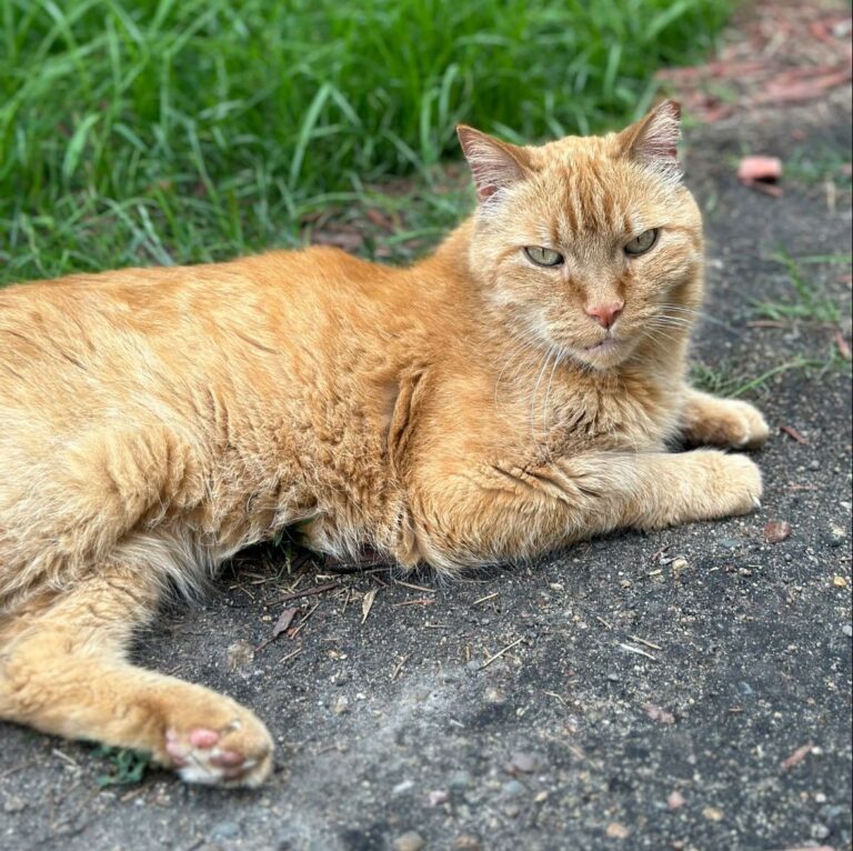 Furball Farms Cat Sanctuary - Visit Faribault Minnesota