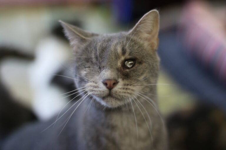 Furball Farms Cat Sanctuary - Visit Faribault Minnesota